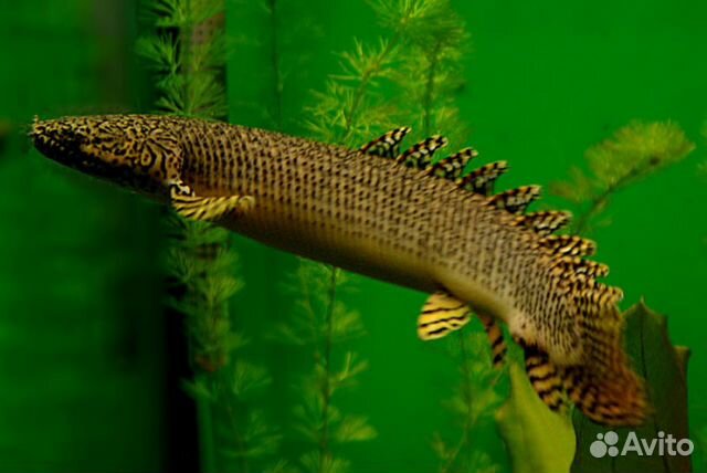 Полиптерус орнатипинис