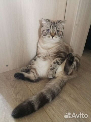Кот на вязку