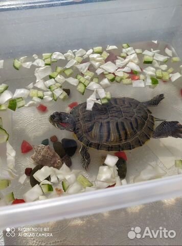 Черепаха