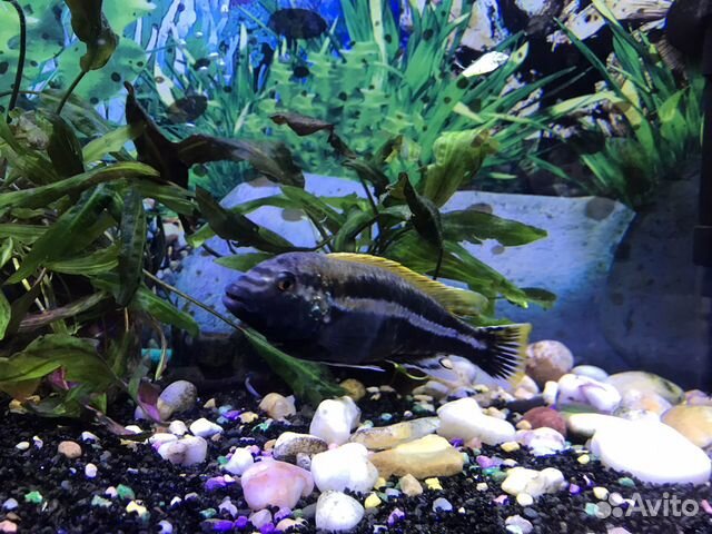 Меланохромис