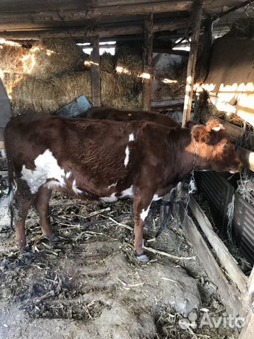 Телки стельные