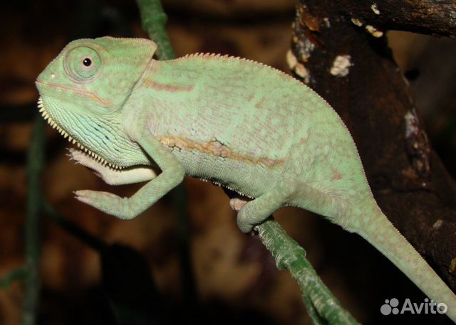 Иеменский хамелион (Сh. caliptratus)