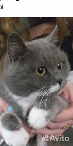 Британец окрас Би-колор замерзает-найден на улице