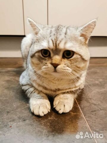 Вязка кота, Британец Скотиш Страйт