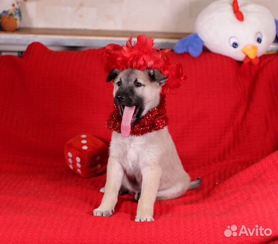 Малышка Лея-хвостатая принцесса, в дар