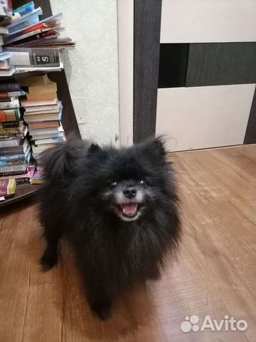 Померанский шпиц вязка