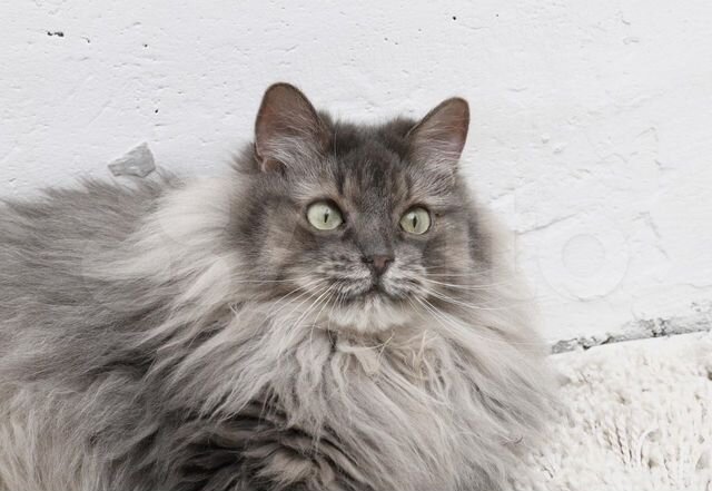 Меховое чудо серая пушистая сибирская кошка