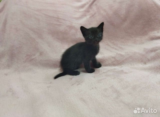Котенок