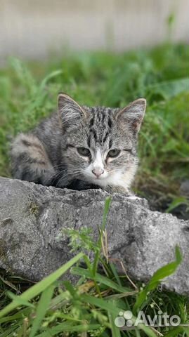 Котёнок умоляет о помощи