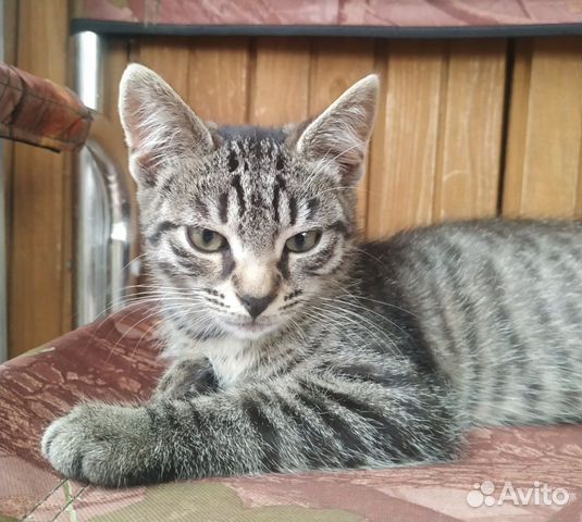 Лучший в мире котенок Шкет 4 месяца в добрые руки