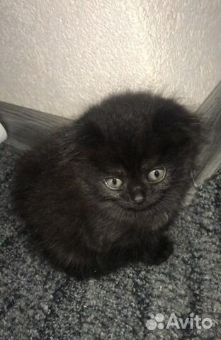 Вислоухий котенок