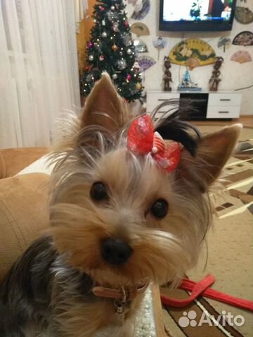 Йоркширский терьер щенки