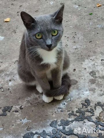 Русская голубая кошка 1год Руся
