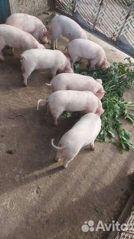 Поросята