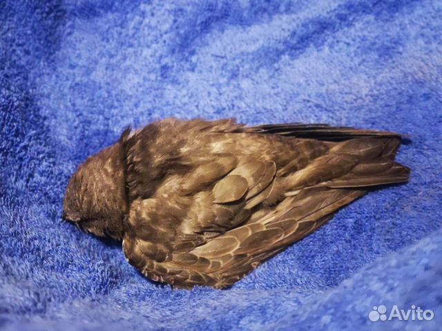 Птенец стрижа