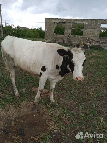 Телка стельная