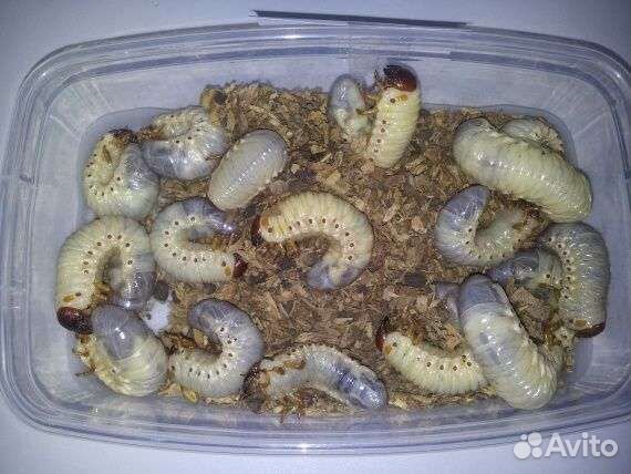 Личинки жука носорога