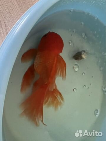 Золотая рыбка