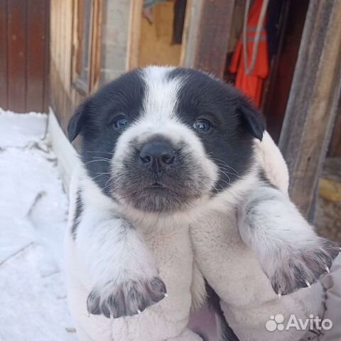 Среднеазиатская овчарка щенки бесплатно