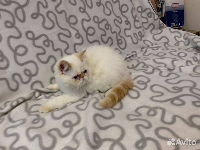 Продам котенка