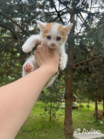 Котята от сибирской кошки
