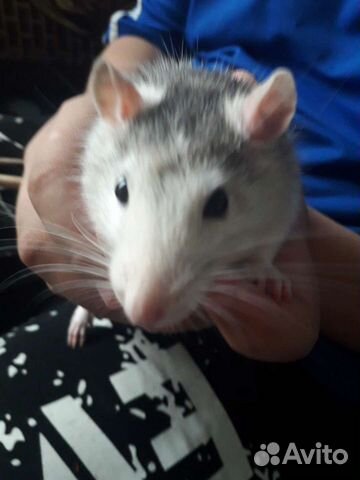 Крыса домашняя