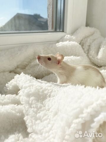 Крысы стандарт