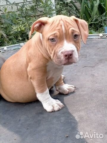 Американский булли, прекрасные рыжие бестии