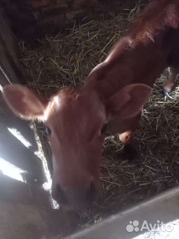 Бычок двух недель