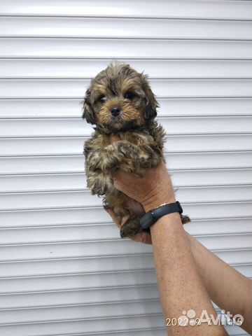 Щенки болонки