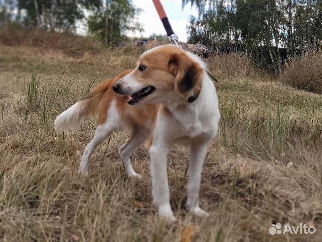 Маленькая собачка ждёт хозяев в приюте