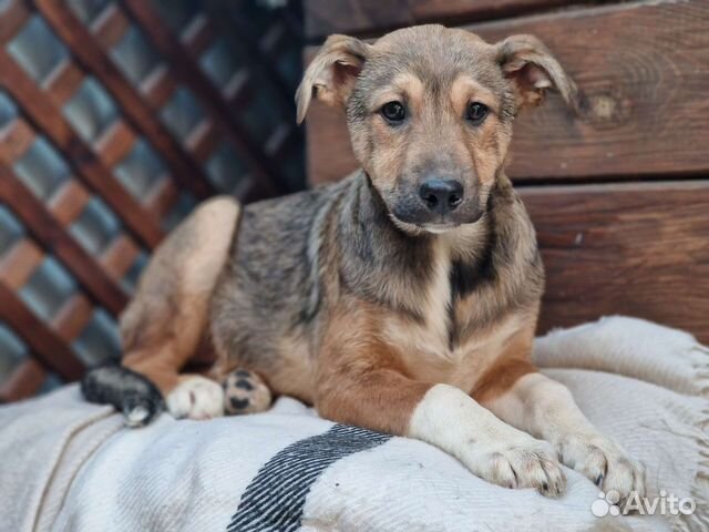 Щенок Маняша 4 мес.Пртвивки, паспорт, доставка