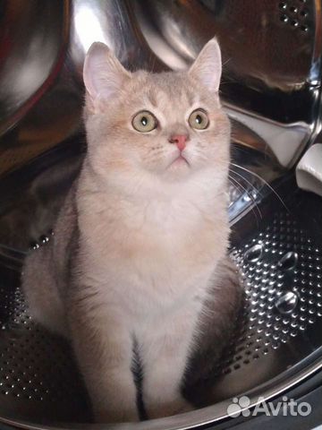 Золотая лиловая шиншилла