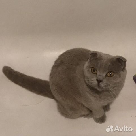 Британская кошечка