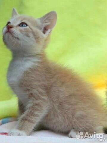 Котенок рыжий маленький крымской кошки
