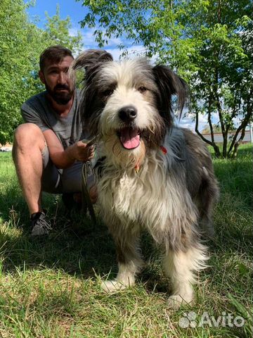 Надежда угасает в глазах Велеса