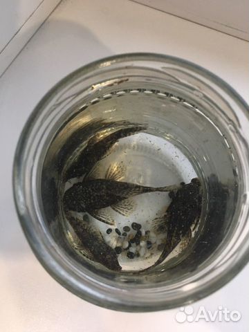 Бронь до вечера Аквариумные рыбки сомики