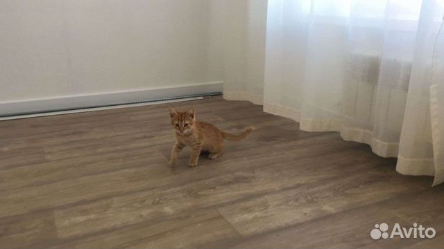 Рыжий котенок мальчик 1месяц