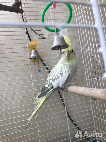 Попугай Карелла