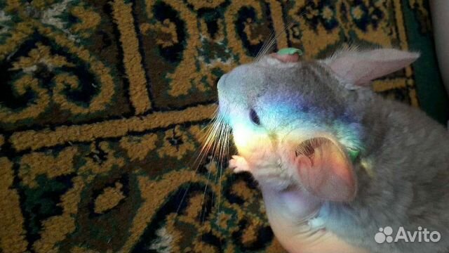 Шиншилла ищет невесту