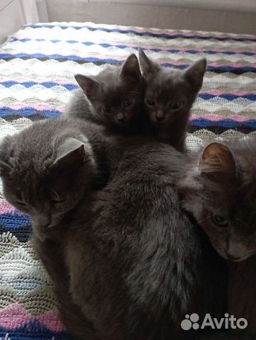 Котята русская голубая бесплатно