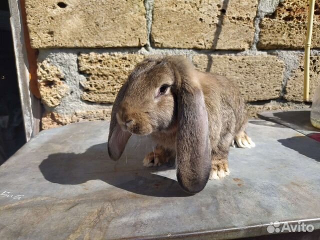 Кролики французский баран