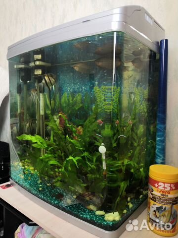 Аквариумные рыбки