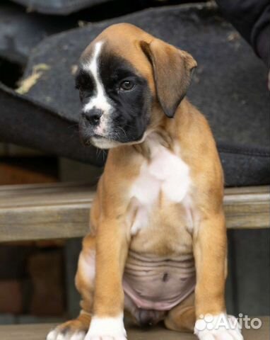 Рыжики щенки