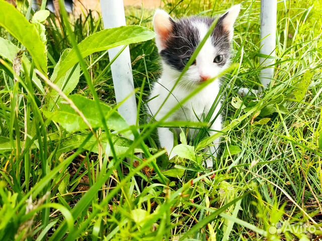 Котенок Марго (Маргоша)