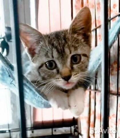 Котёнок Варенька