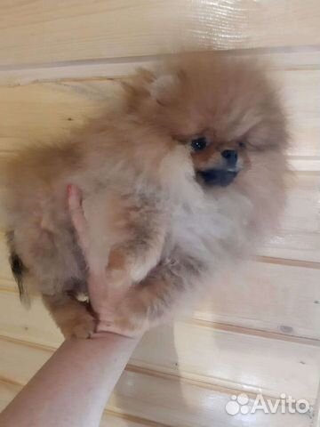 Эксклюзивная микро помераночка