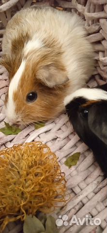 Морские свинки мальчики