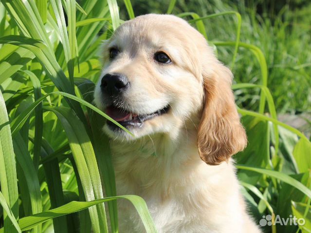 Рыжая породистая сука ретривера