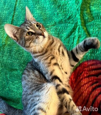 Ручной красивый игривый мальчик 5,5 мес ищет дом